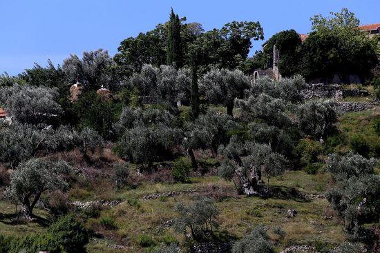 Stari Bar izgrađen četiri kilometra od obale na uzvišenju Londša: Muzej ...