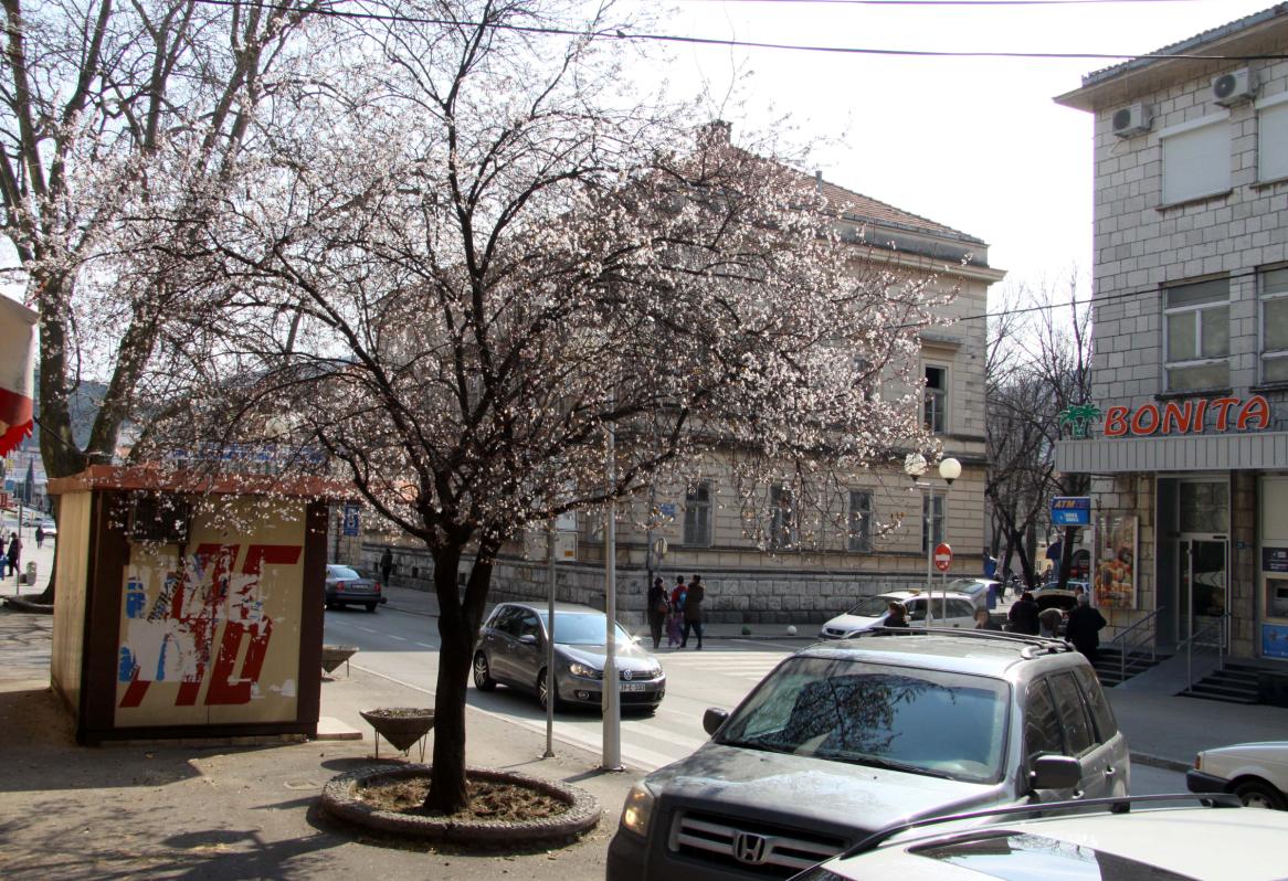 U centru Trebinja probeharalo drvo!