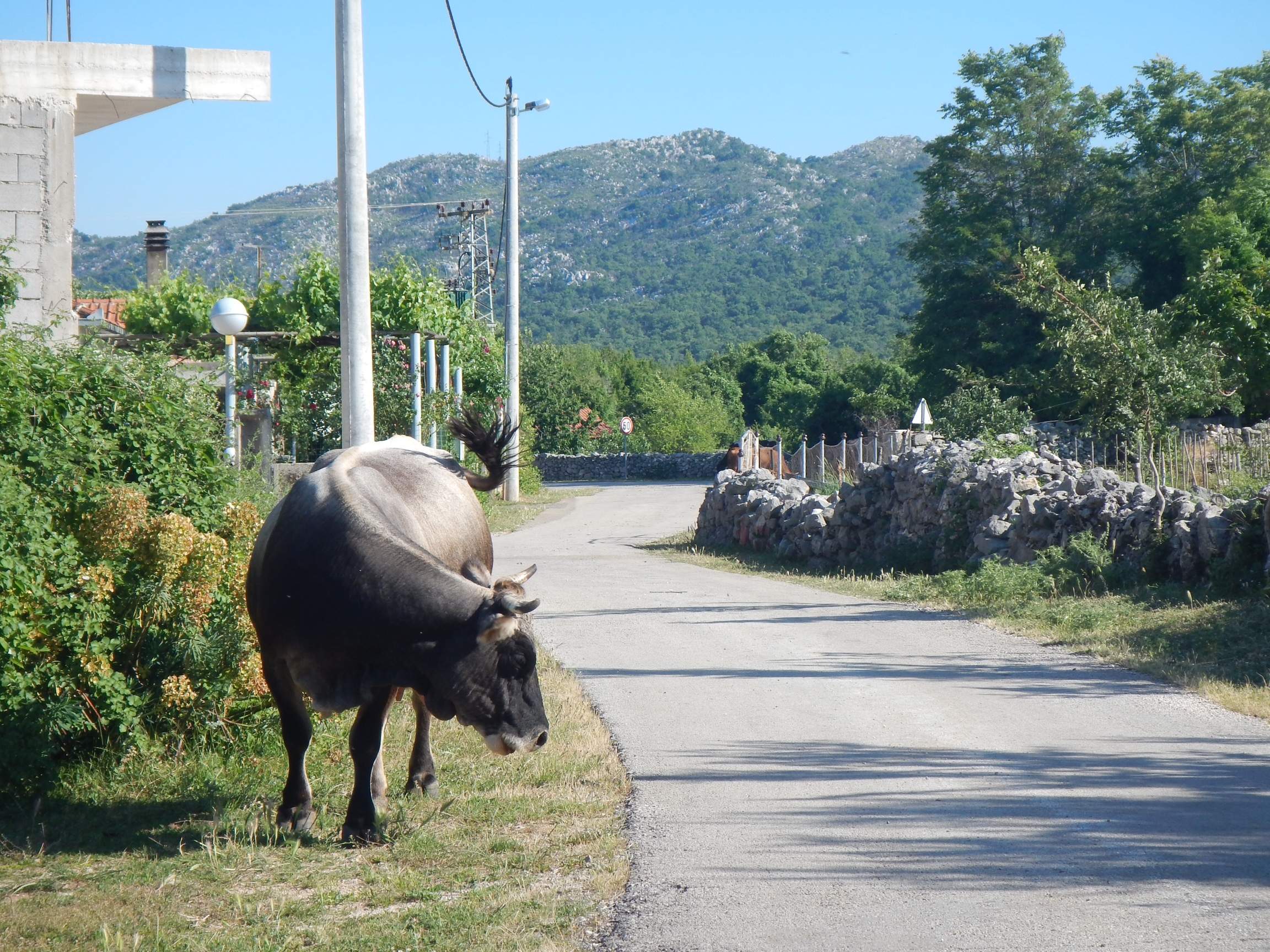 NA LICU MJESTA Smeće i leševi životinja na uskoj cesti do bh. mora