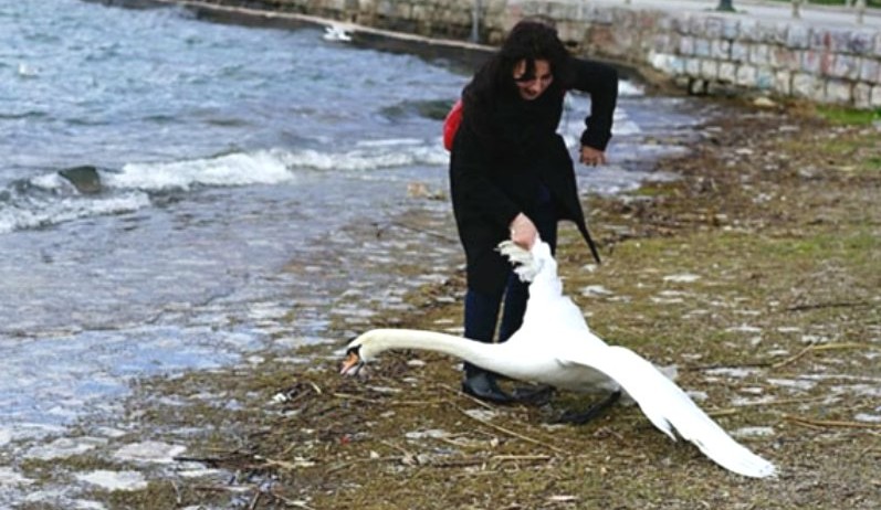 LAJKOVI VAŽNIJI OD ŽIVOTA Turistkinja ubila labuda kako bi napravila ...