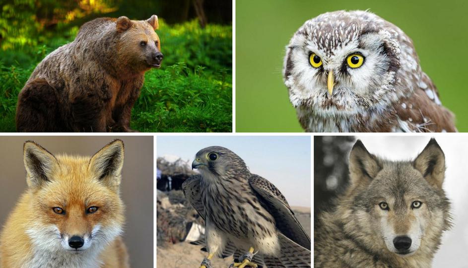 Koja od ovih pet životinja vas jako privlači? Evo šta to znači