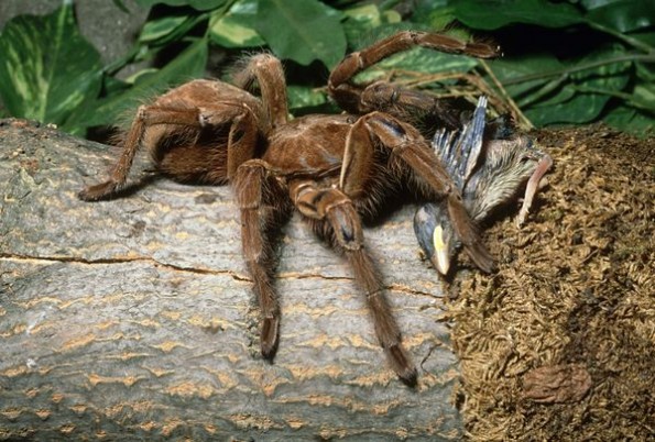 Golijat tarantula: Nevjerovatnih 15 činjenica o najvećem pauku na svijetu