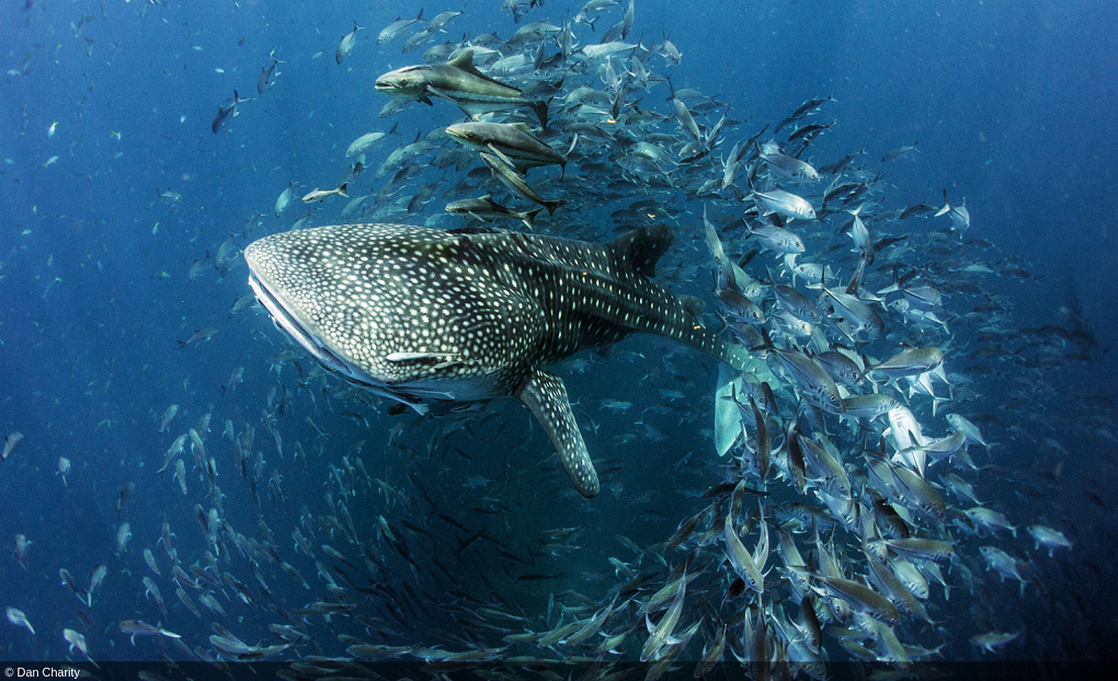 Ovogodišnja tema Svjetskog dana okeana je „Ocean: Život i egzistencija“